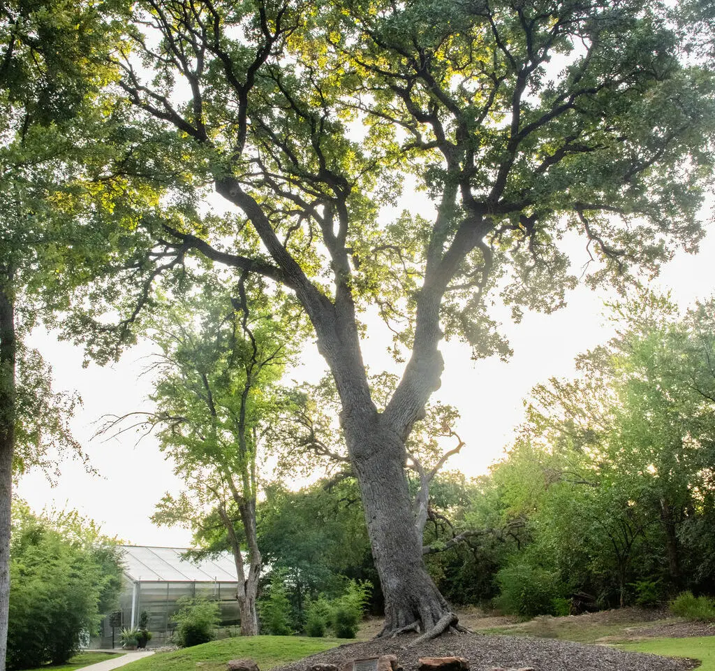 Grapevine Botanical Gardens at Heritage Park - GoGrapevine